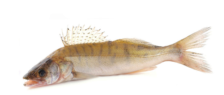 Lebensmittel ohne Kohlenhydrate - Low Carb Diät Rezepte